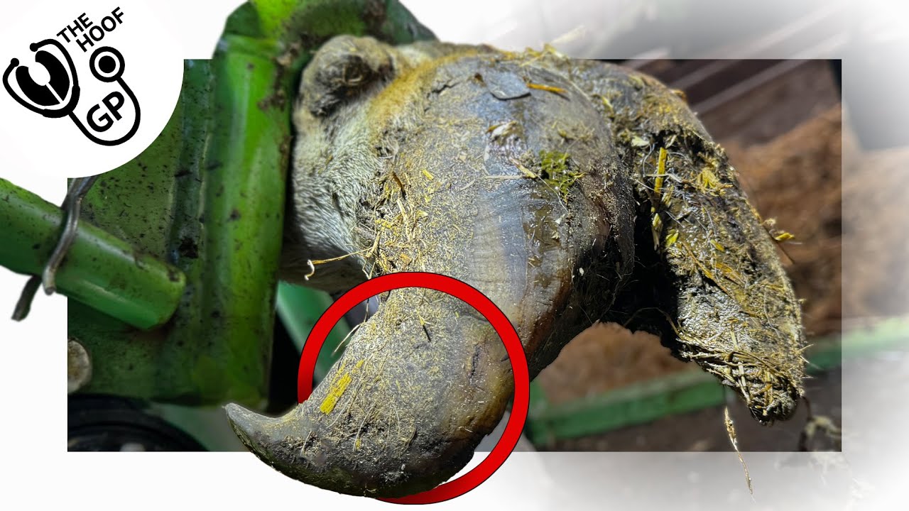 INCREDIBLY TWISTED cow's HOOF! - YouTube