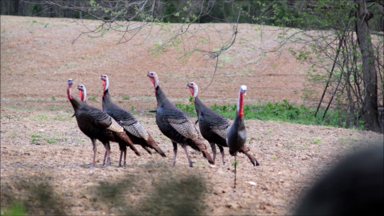 Drakes first archery turkey. A Traditional Archery Turkey Hunt - YouTube