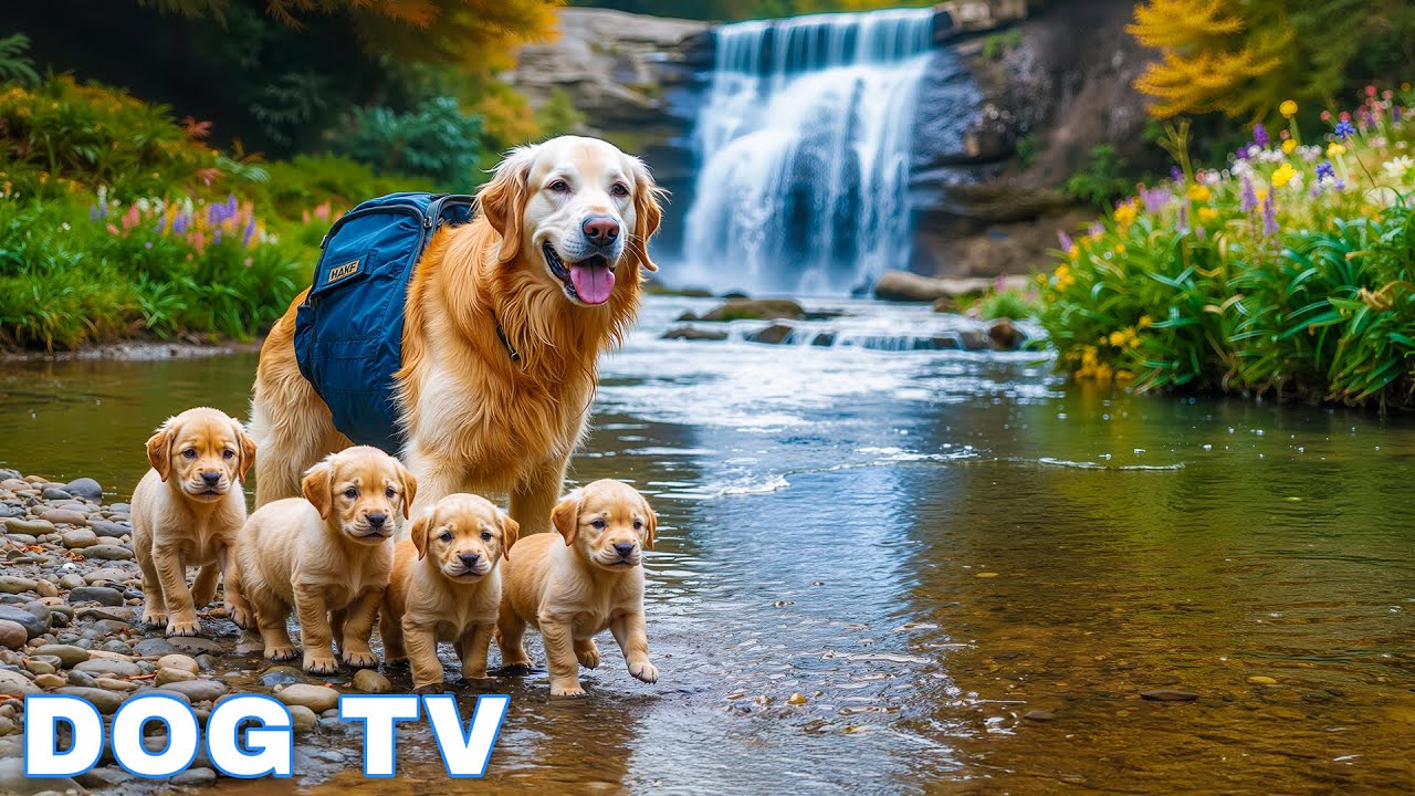 12 Hours of Dog TV for Dogs to Watch 🐶 Dog calming music - Anti Separation Anxiety Relief Music ...