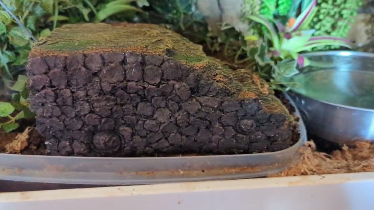Humidity In Your Ball Python Enclosure - YouTube
