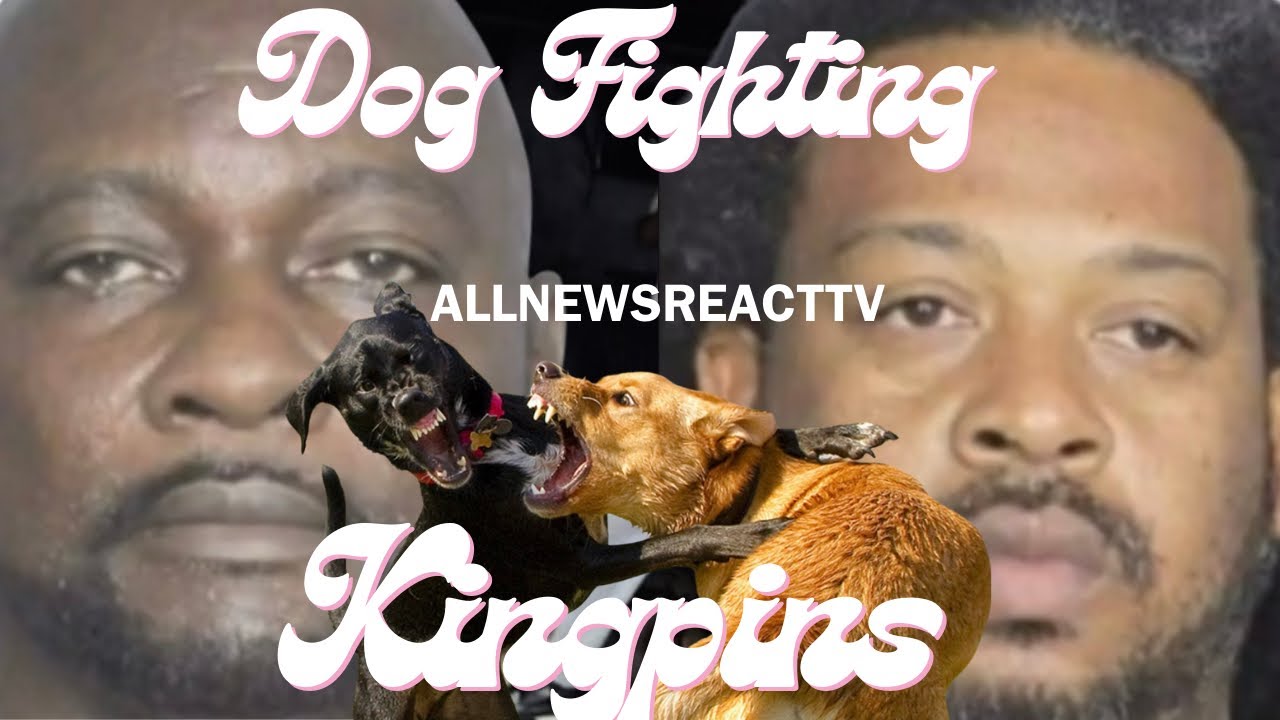 South Florida #1 DOG FIGHTER and trainer goes down for Dog fighting ...