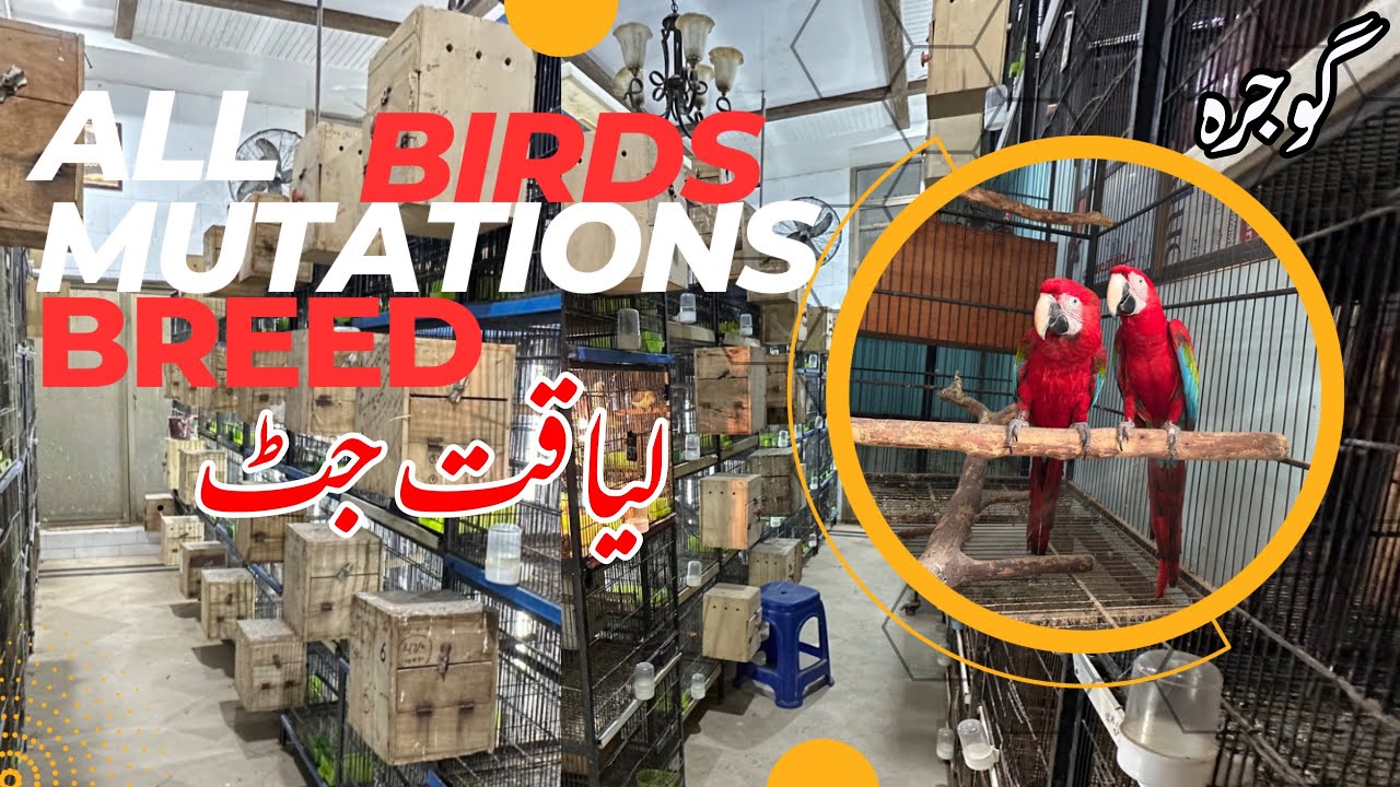 Visit لیاقت جٹAviary گوجرہ🦜Mutation Quality😇yellow Ringneck macaw ...