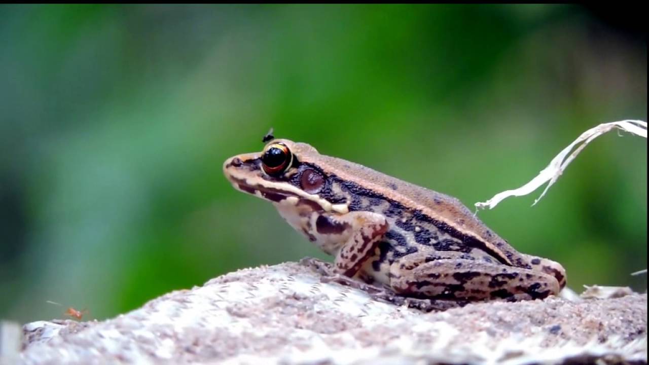 Hylarana leptoglossa (Cope's Assam Frog) - YouTube
