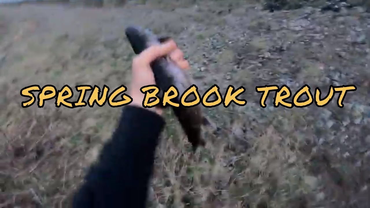 Spring Brook Trout Fishing Ontario - Algonquin Park - YouTube