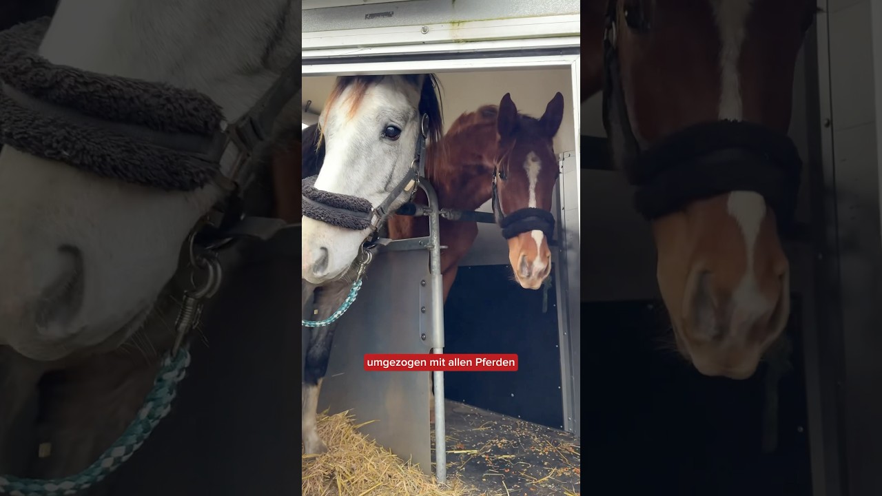 Umzug mit drölf Pferden 🫣🫠 - auf in einen neuen Stall 🐴💪🏼 - YouTube