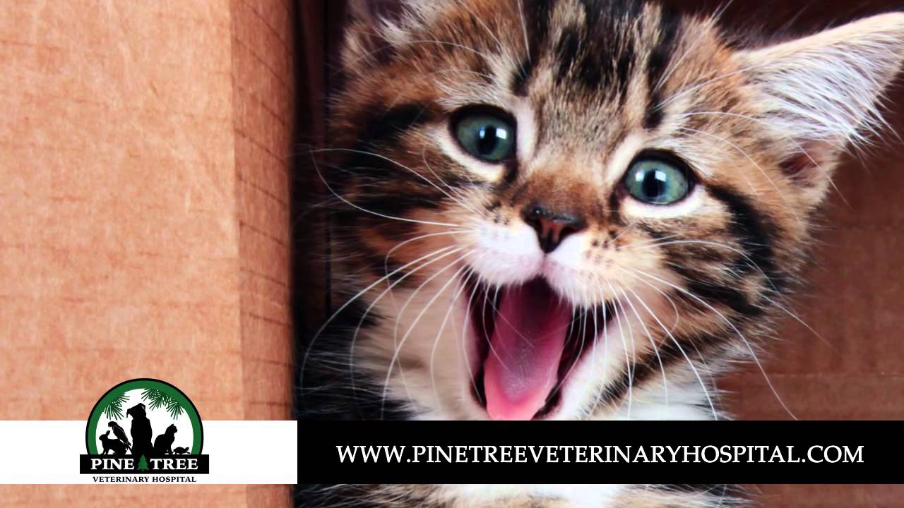Pine Tree Veterinary Hospital | Veterinary Services in Maple Valley ...