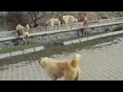 KIZAN KÖPEKLERİNİN İÇİNE GİRDİK BOZO VE PANZER İLE NE YAZIKKİ KAMERANIN ACİZLİĞİNE UĞRADIK.