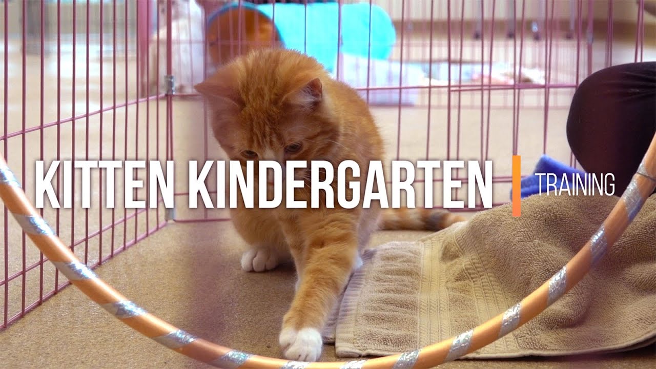 Kitten Kindergarten: Training - YouTube