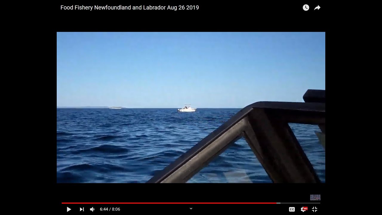 Cod Fishing Newfoundland and Labrador Aug 26 2019 Still on! - YouTube