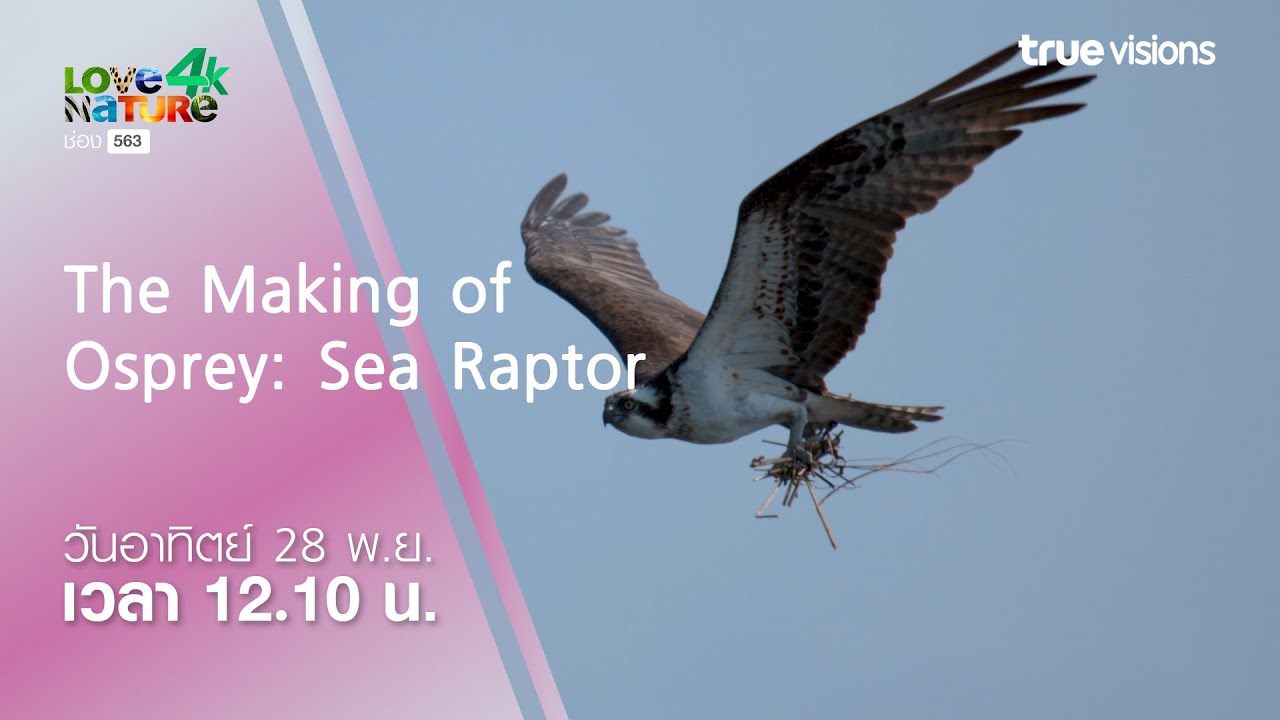 เกาะติดเบื้องหลังการถ่ายทำรายการ Osprey: Sea Raptor ช่อง Love Nature ...