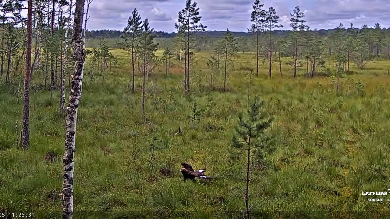 LVM Purvs - Bog / Meldrs staigā pa purvu un lido 💕 Meldrs walks through ...