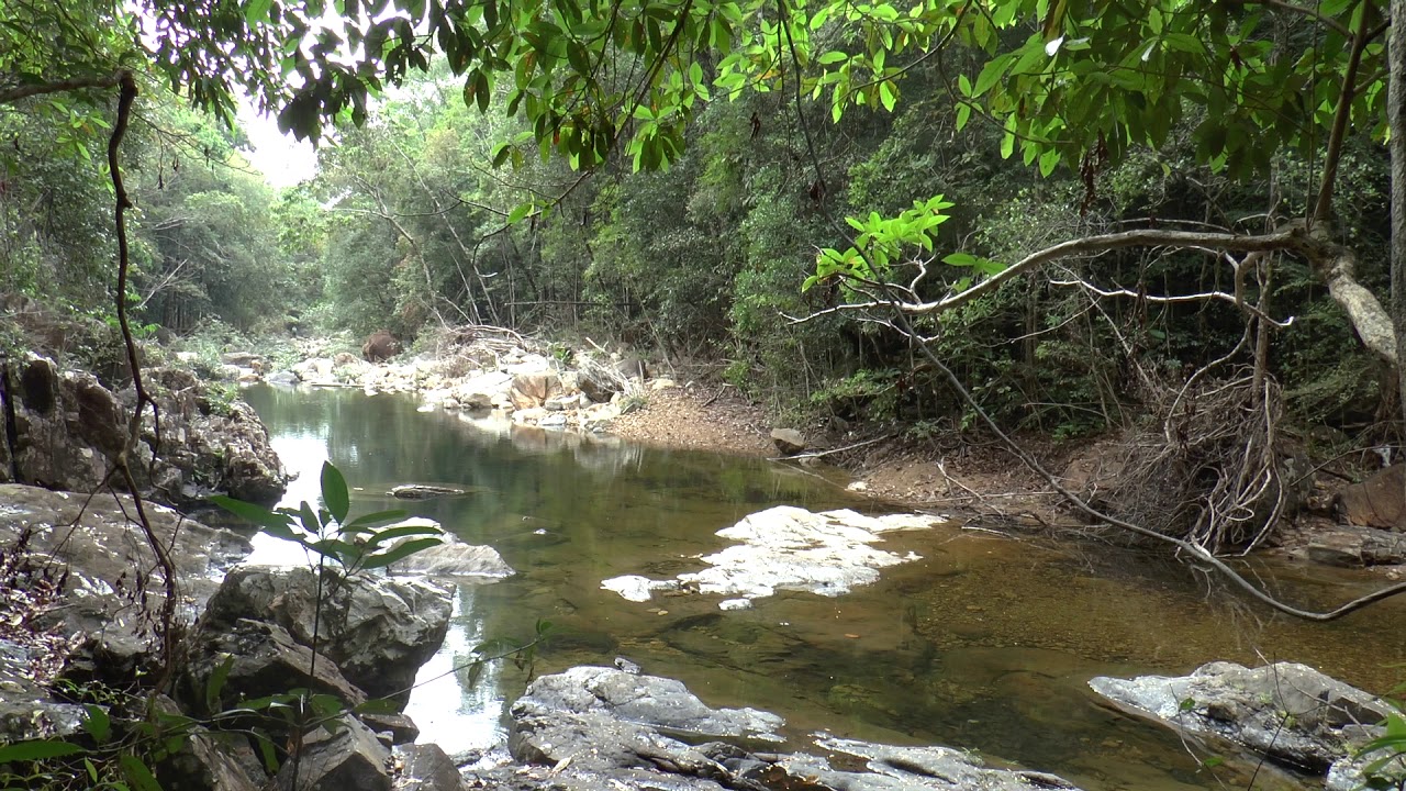 Free Stock Videos and B-Rolls jungle riverbed - YouTube