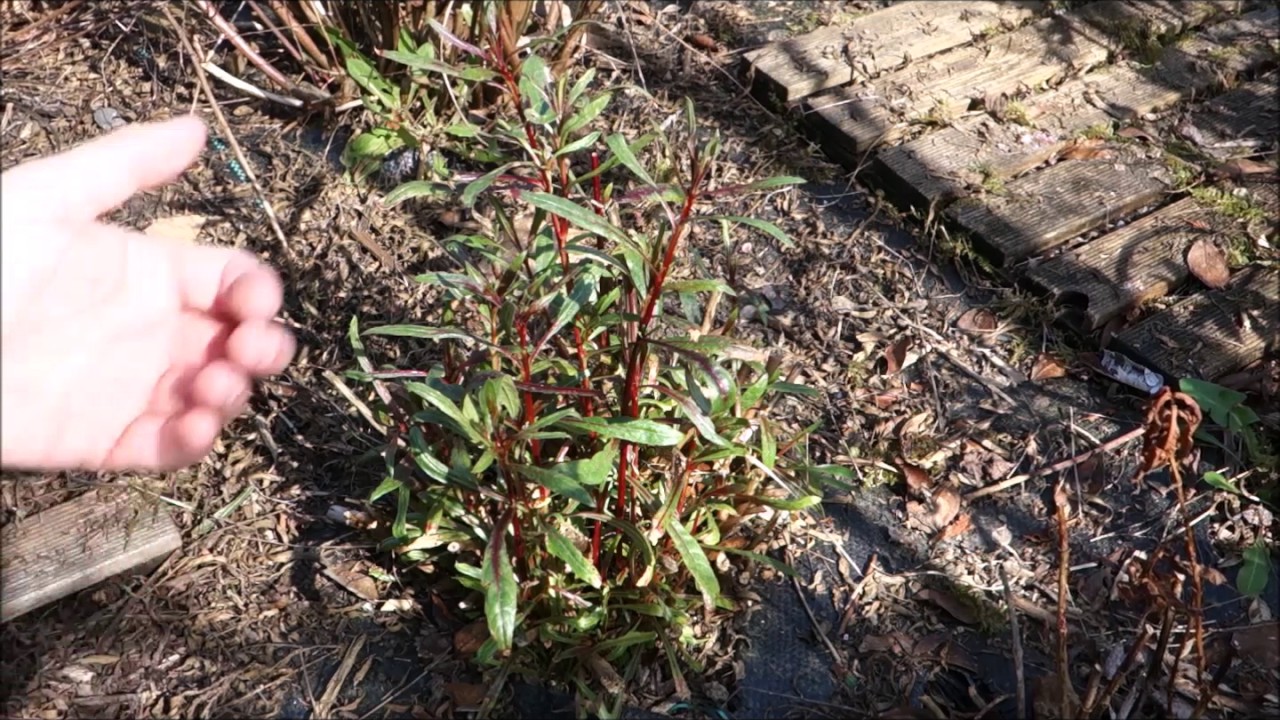 10- Comment tailler la Gaura ? - YouTube