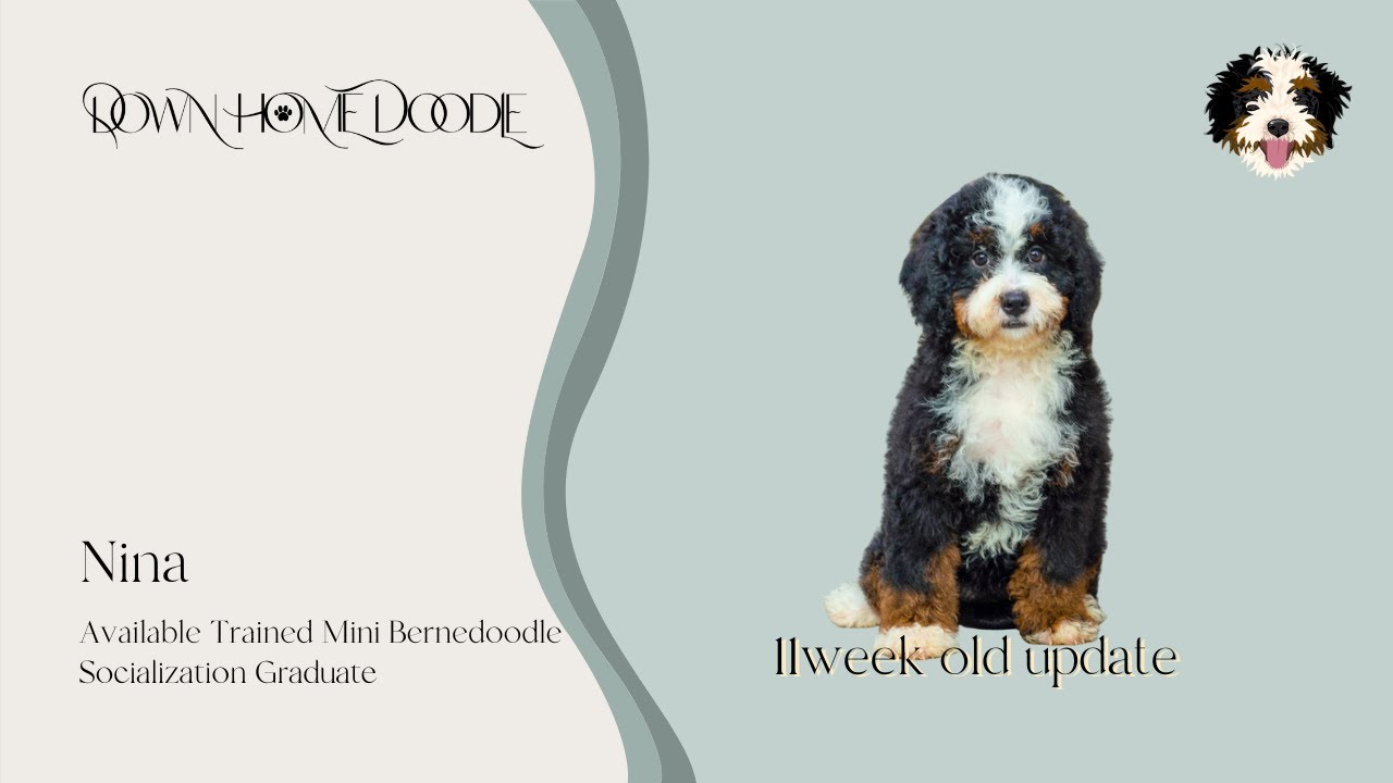 Nina — Available Trained Mini Multigenerational Bernedoodle 11week old ...