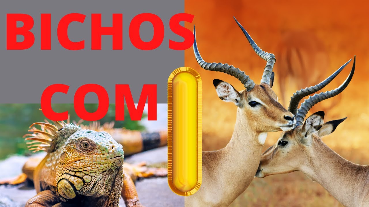 BICHOS COM I/ANIMAIS QUE COMEÇAM COM A LETRA I DO ALFABETO PORTUGUÊS ...
