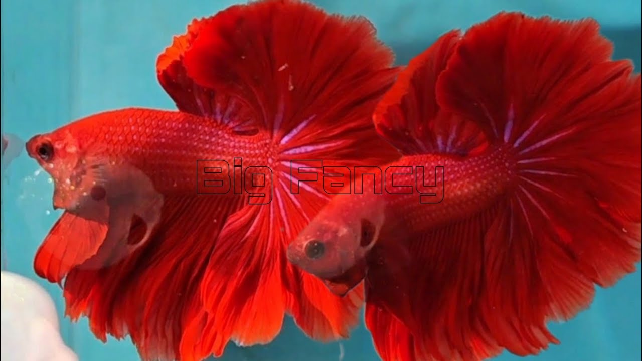 48"Most Beautiful Betta Fish: Stunning Betta Fish Tanks - YouTube