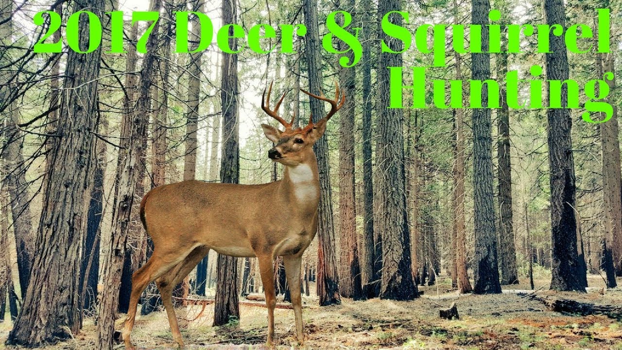 2017 Deer & Squirrel Hunting in CA D6 - YouTube