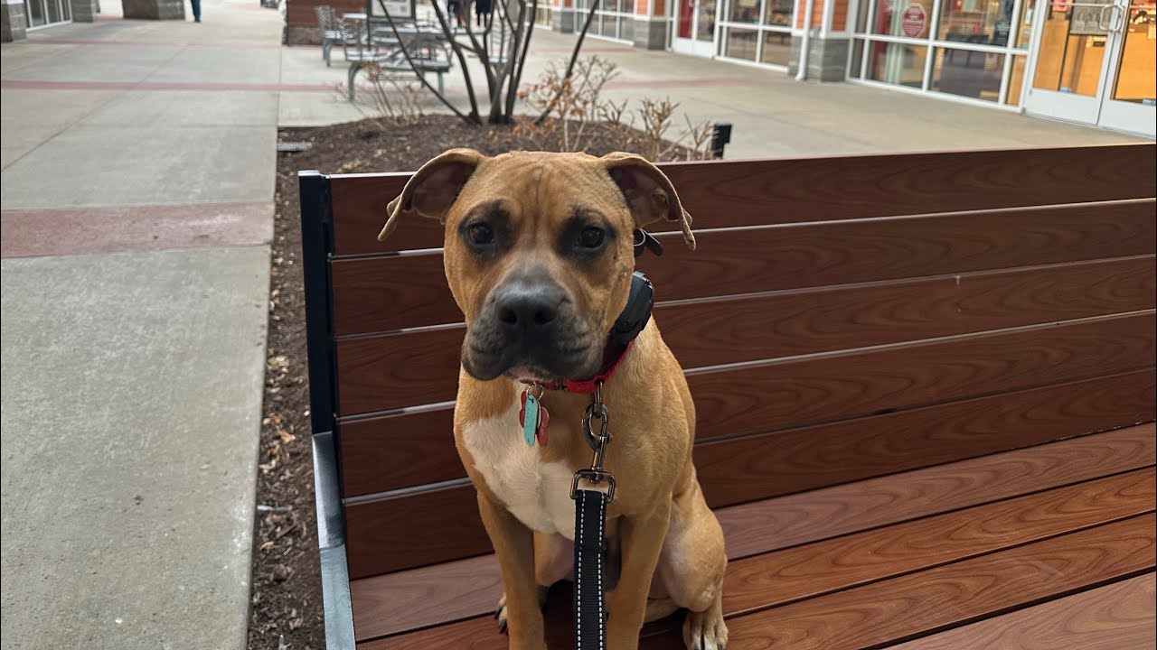 Brown Pitbull Boxer Mix