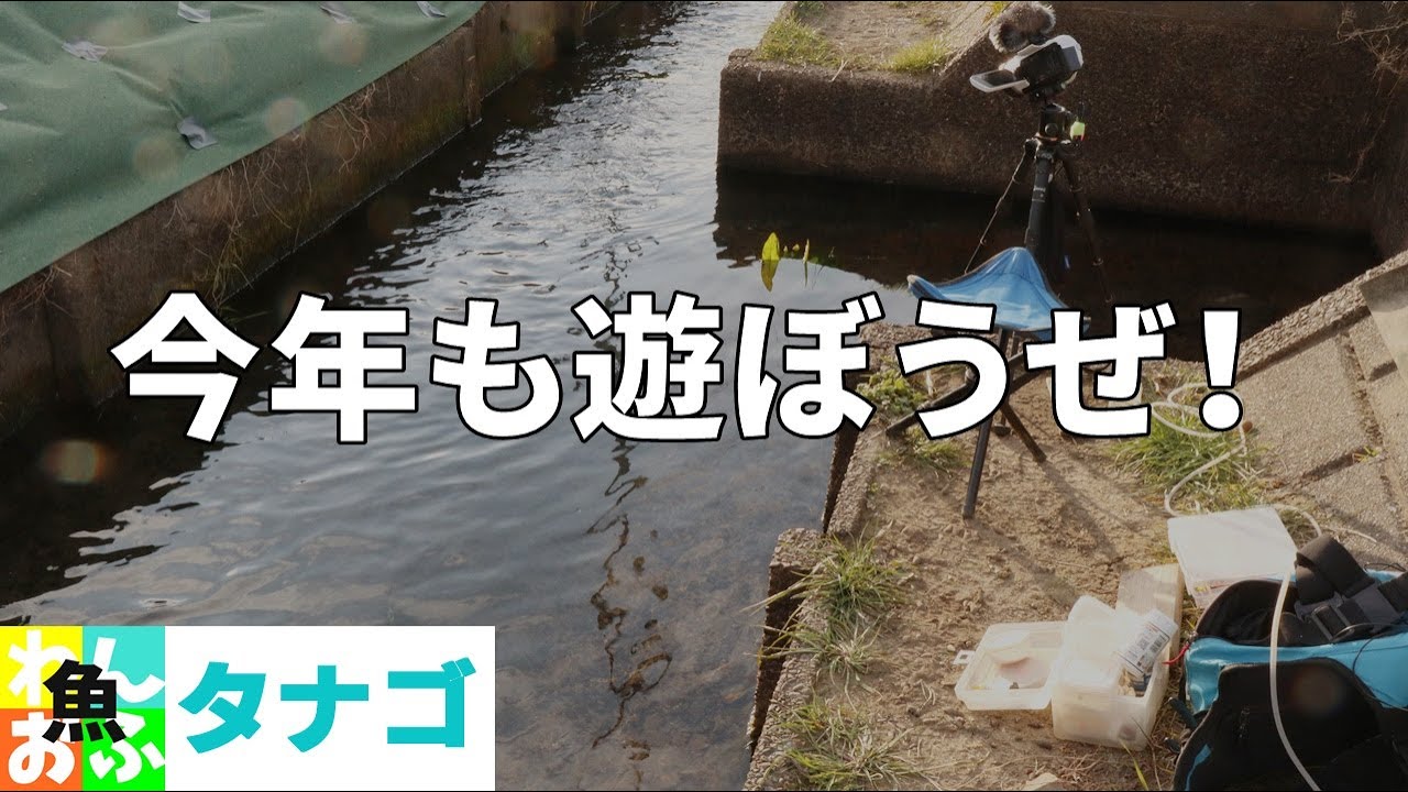年の初めにタナゴと遊ぼう！ 【冬のタナゴ釣り】Micro (tanago) fishing in Japan in the winter of ...