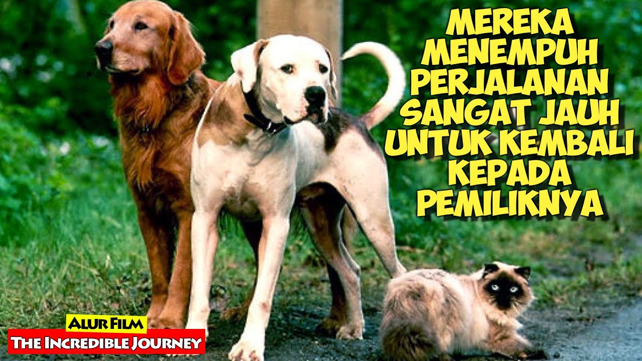 Kisah Persahabatan Kucing Dan Anjing Yang Melakukan Perjalanan Jauh ...