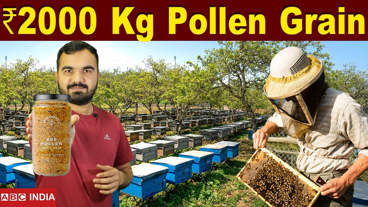 2 हज़ार रुपये किलो बिकने वाले pollen grains | Bee pollen farm ...