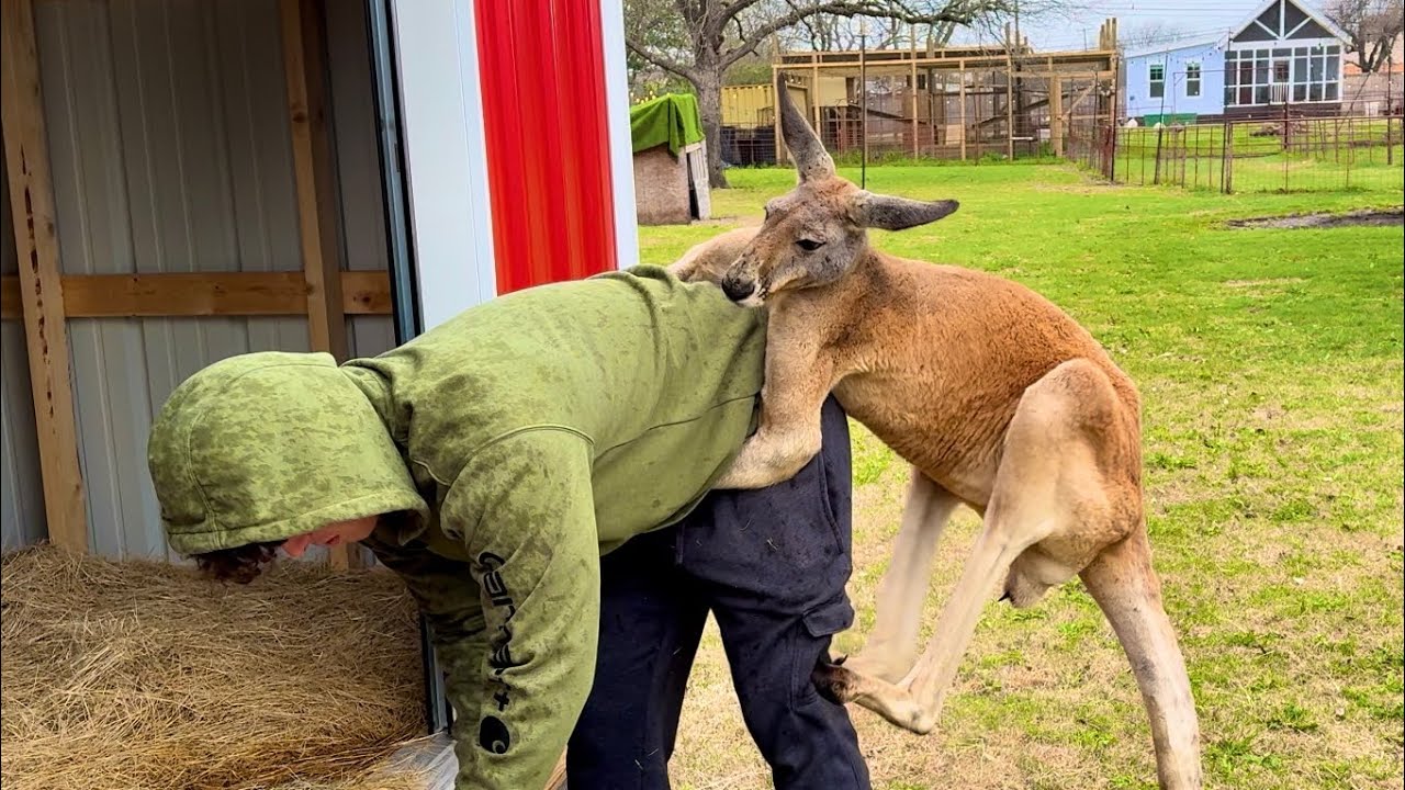 I Survived a Kangaroo Attack - YouTube