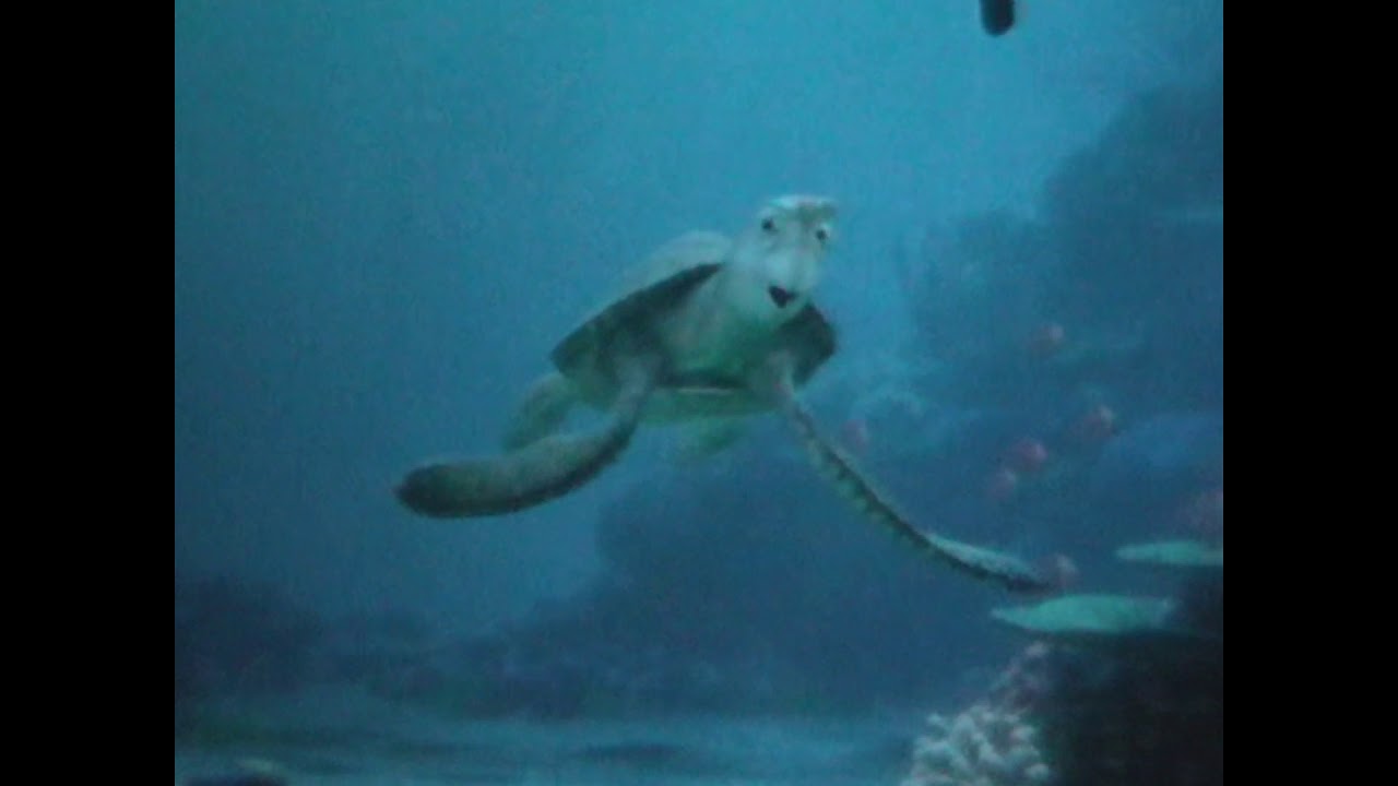 Turtle Talk with Crush - YouTube