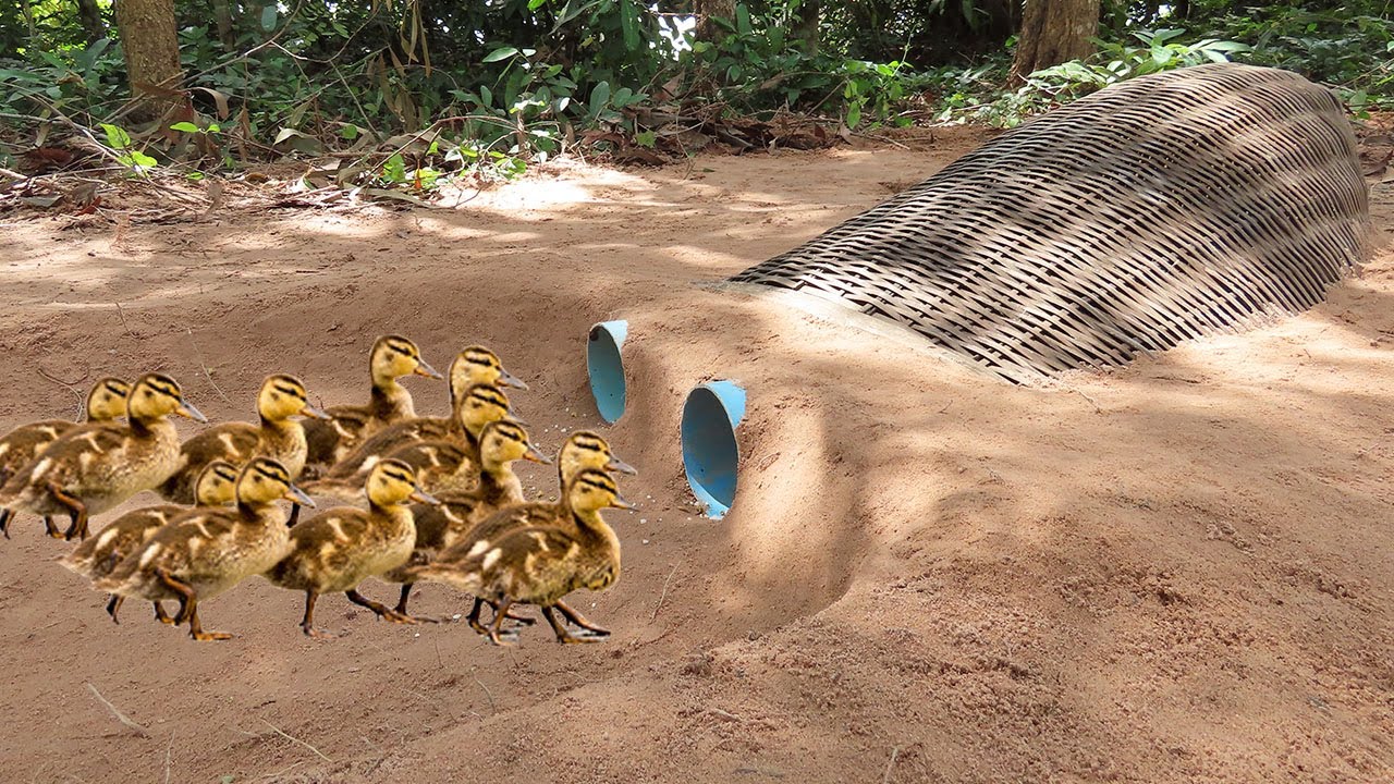 Traditional Wild Baby Ducks Trap Using Bamboo Basket - Underground Baby ...