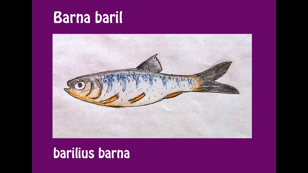 Barna baril fish drawing #learn #satisfying #fishdrawingeasy - YouTube