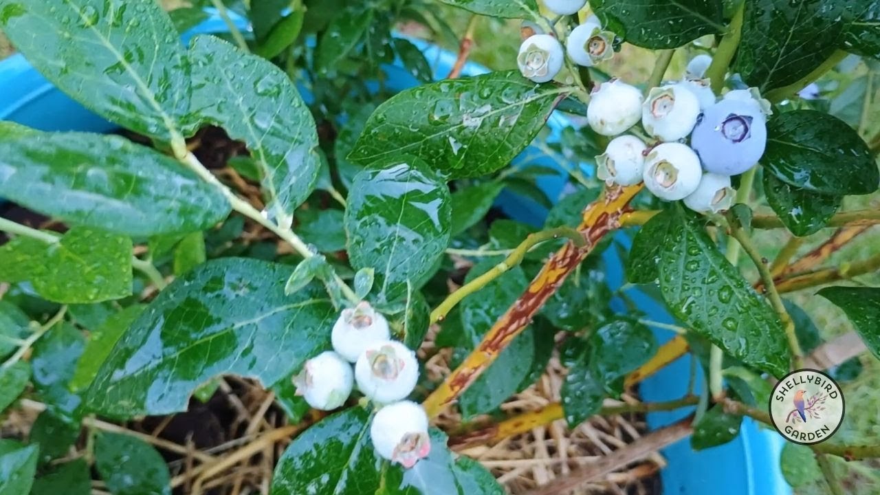Blueberries In Containers Tour 🌱💙 Blueberry Garden Update - YouTube
