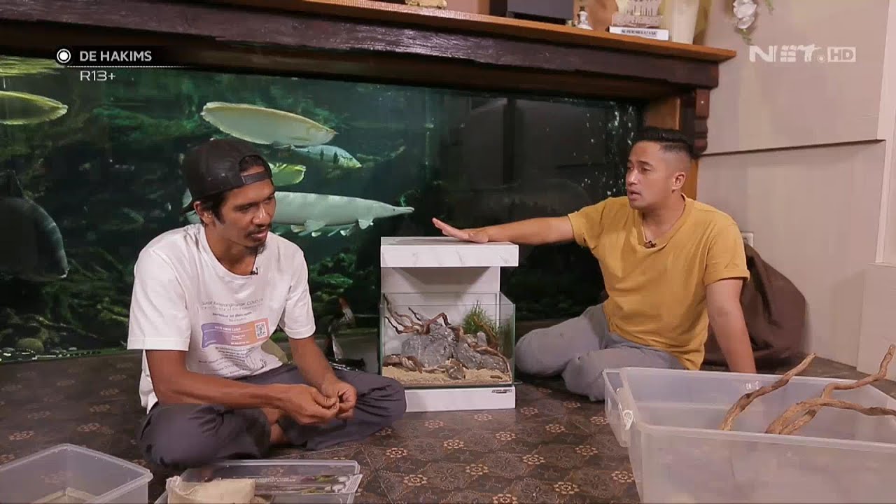 CAK HERRY RASIO SANG JUARA DUNIA AQUASCAPE - DE HAKIMS - YouTube