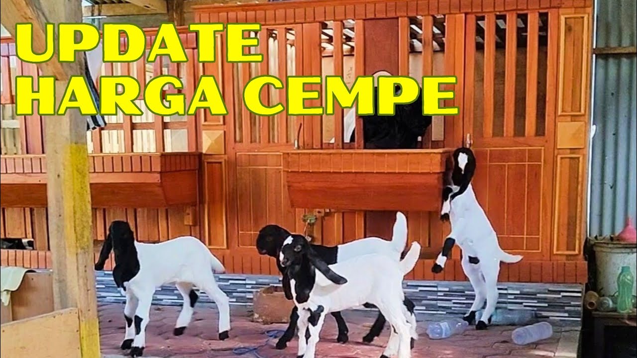 UPDATE HARGA CEMPE CEMPE ISTIMEWA CALON JUARA - YouTube