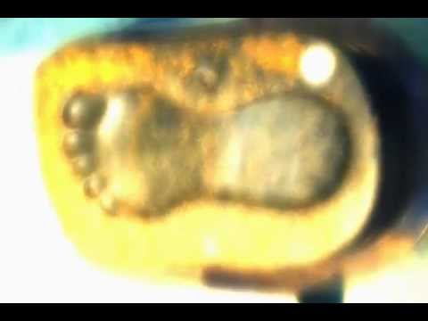 senin ravzan guzel kokar ya muhamed 2012