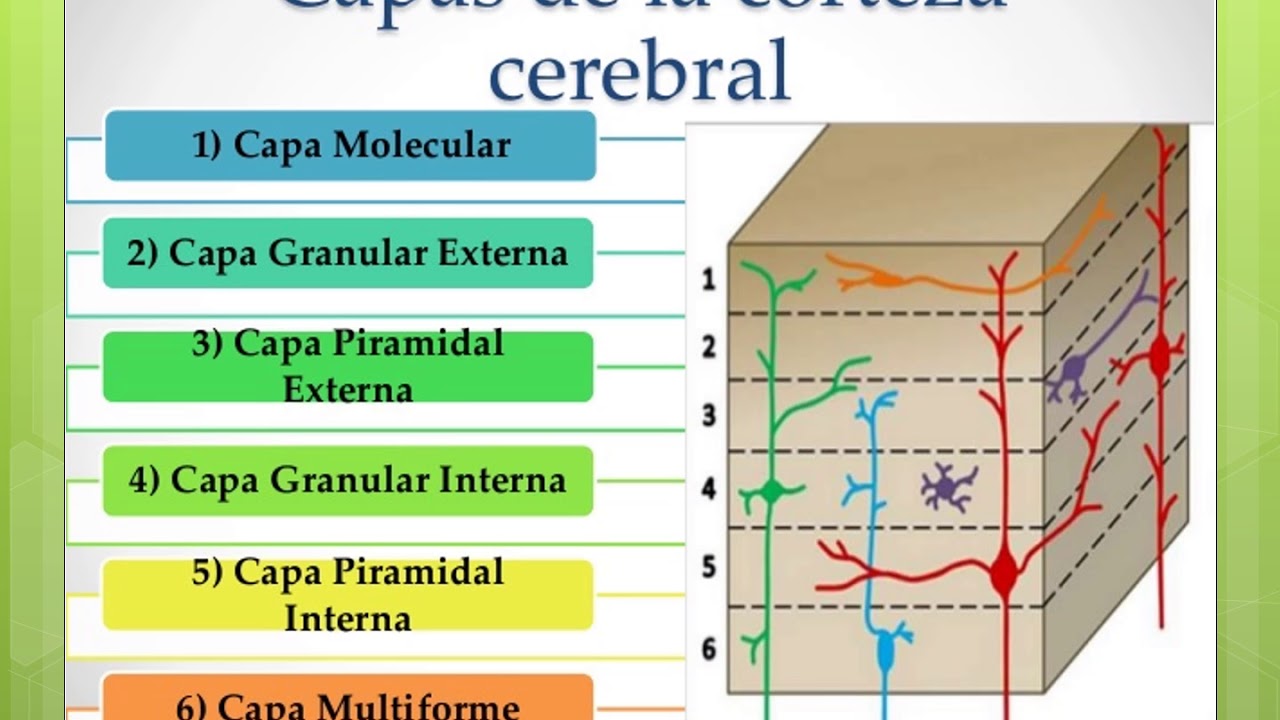 Las Capas De La Corteza Cerebral Y Los Tipos De Neuronas Youtube My ...
