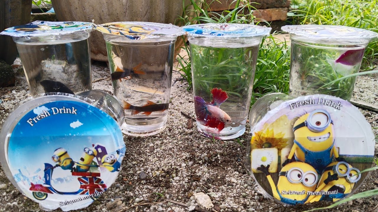 Unboxing Ikan Cupang, Ikan Hias, Ikan Molly Balon, Ikan Puntius, Ikan ...