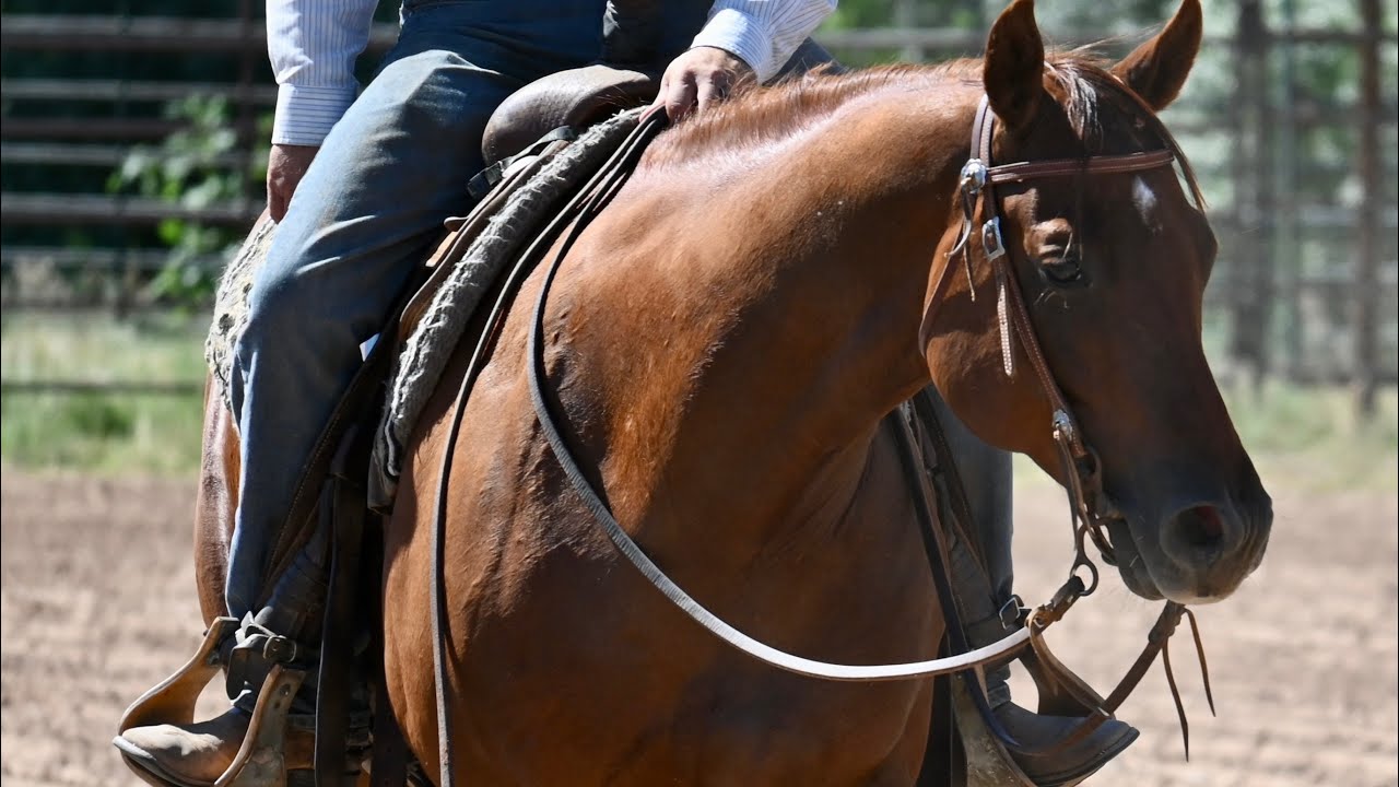 FQHR LIL DANCER. 2016 foundation bred gelding with outstanding ...