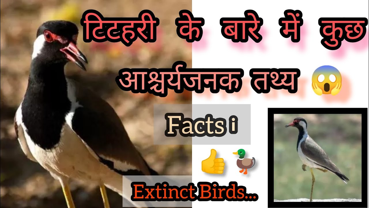 🔥Some Facts About This Bird 🕊️ Intresting Knowledge About Titahari # ...