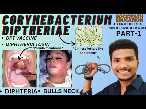 CORYNEBACTERIUM DIPTHERIAE|PART-1|Pharyengeal Diptheria,cuteneous ...