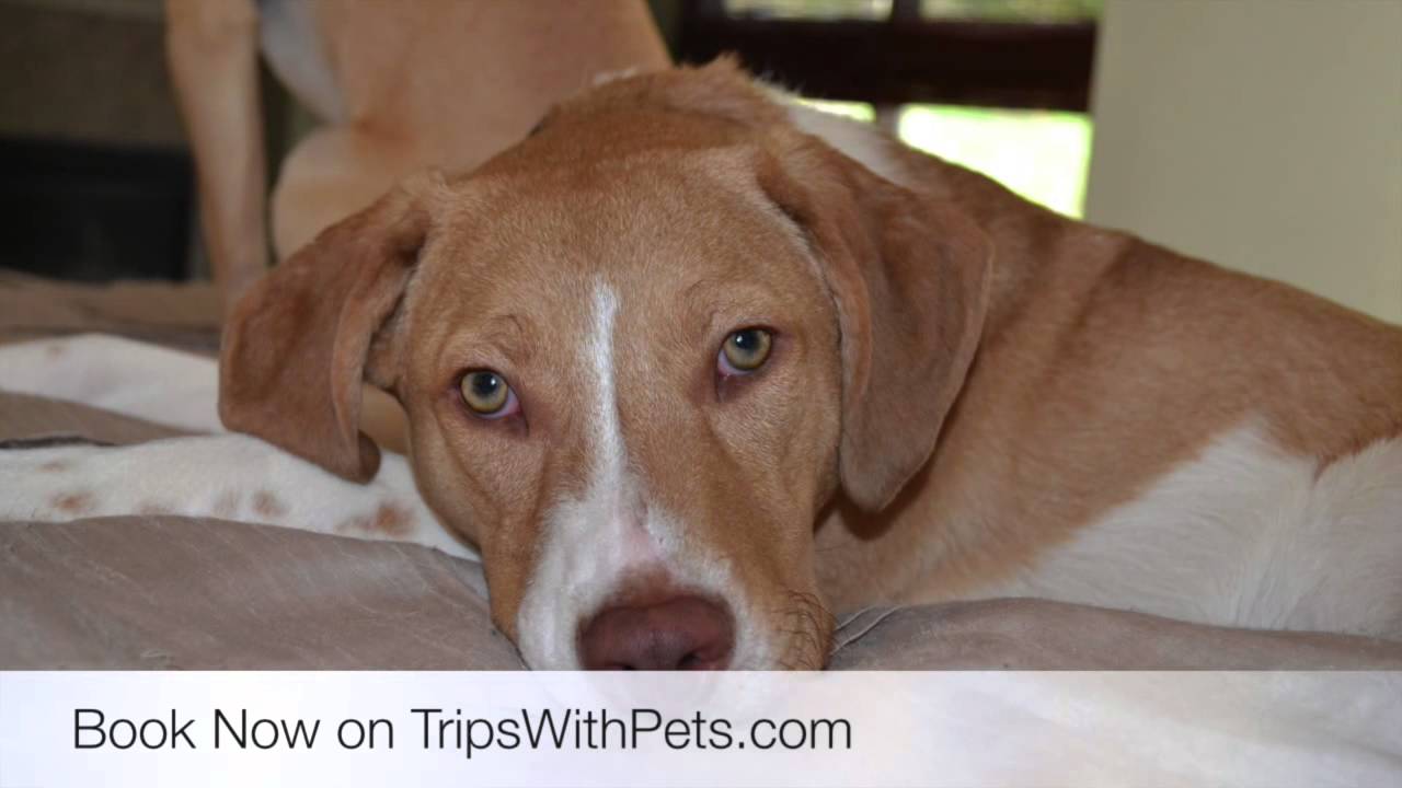 Pet Friendly Hotels Houston Texas YouTube pet-friendly-hotels-houston-texas-youtube
