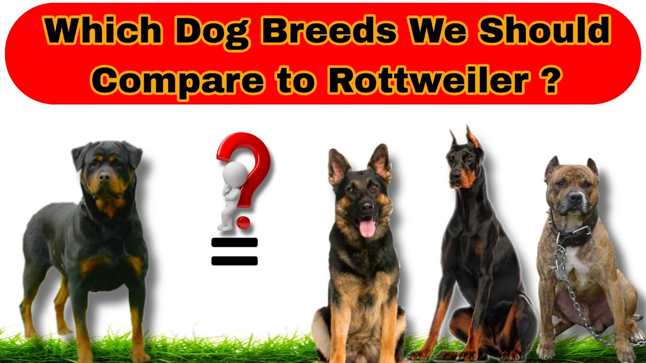 Which Dog Breeds We Should Compare To Rottweiler ? 🤔🤔 - YouTube