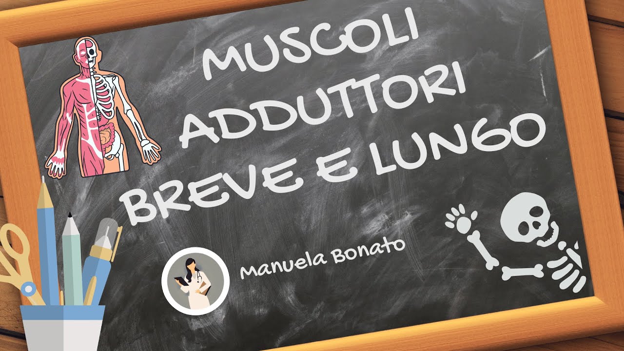 MUSCOLI ADDUTTORE BREVE E LUNGO: cosa fanno e come si allungano - YouTube