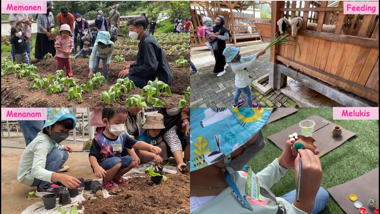 Berkebun & Bermain hewan ternak di Nabila Farm Lembang bareng teman ...