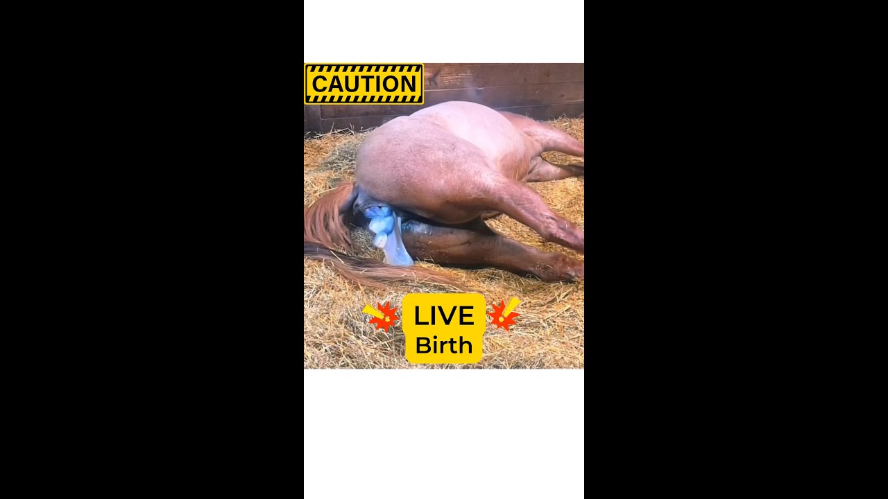 Incredible Horse Birth Caught on Camera! 🐴 Miracle of Life | Must-See ...