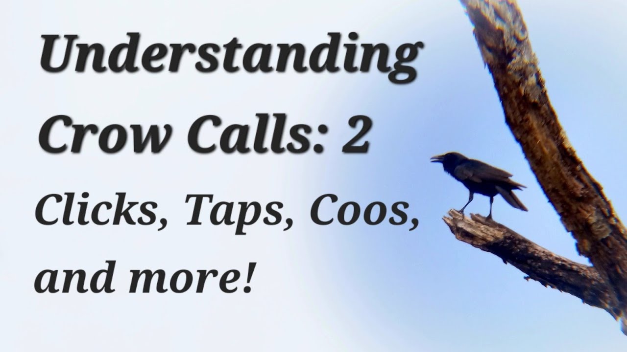 Understanding Crow Calls - Calling Crows - Crow Communication - Learn ...
