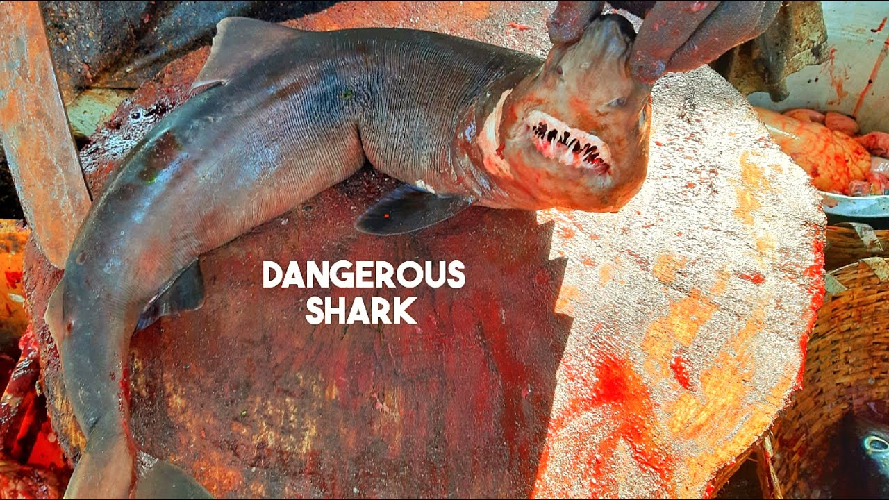 DEEP SEA # DANGEROUS SHARK FISH # SURAA MEEN # OUTSTANDING CUTTING ...