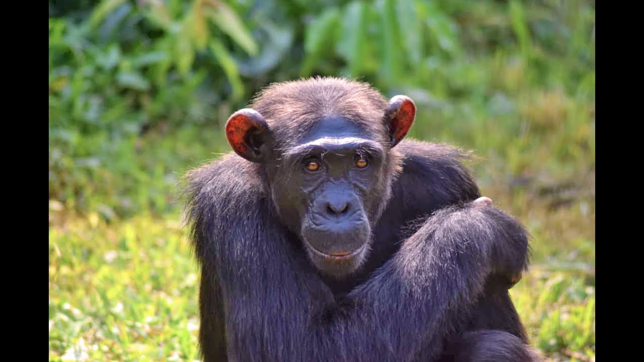 Rescued chimp gets second chance after escaping tiny cage - YouTube