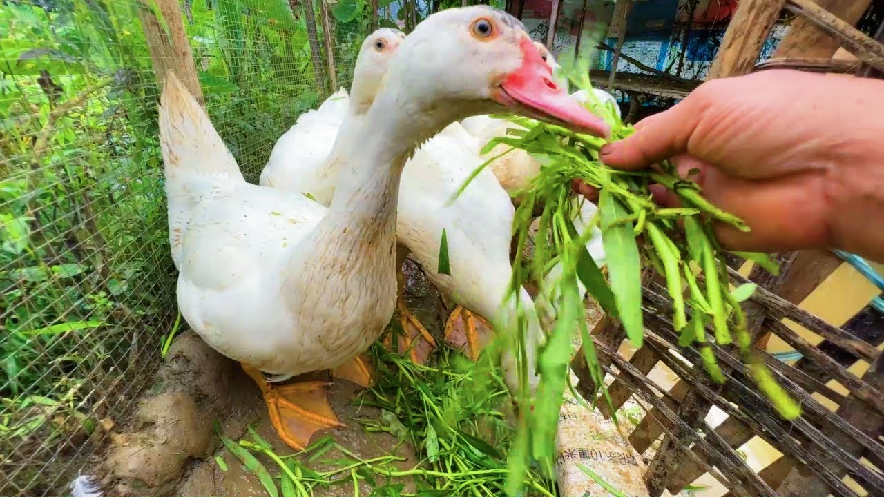 little muscovy Duck love eating vegetables of water spinach🥦♥️🦆😊😊 - YouTube