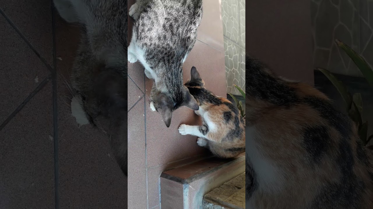 Kucing kesayangan - YouTube