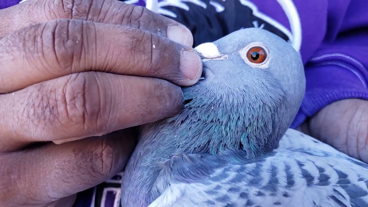 GOLDEN EYE Blue Checker | Racing homer Pigeon - YouTube