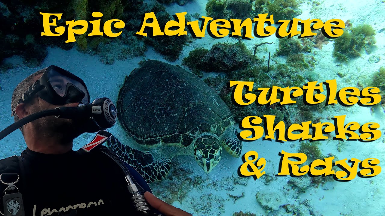 Cozumel Mexico Scuba Diving in Cozumel Compilation - YouTube
